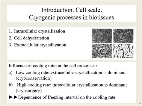 Mathematical Modeling Of Cryogenic Processes In Biotissues And