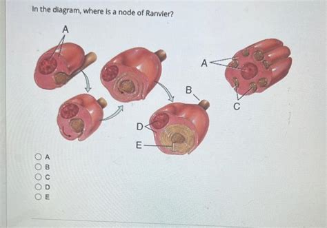 Solved In The Diagram Where Is A Node Of Ranvier