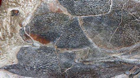 518 Million Year Old Rare Fossils Found On Chinese River Bank