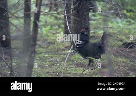 Boreal Tree Species Stock Videos And Footage Hd And 4k Video Clips Alamy