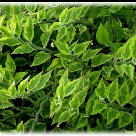 Jual Zig Zag Plant Tanaman Sig Sag Pohon Zigzag Shopee Indonesia