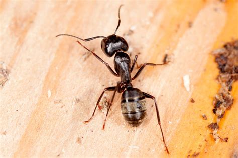 Carpenter Ant Pest Control Western Pest Services