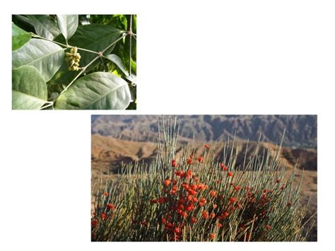 Classification Gymnosperms Pdf