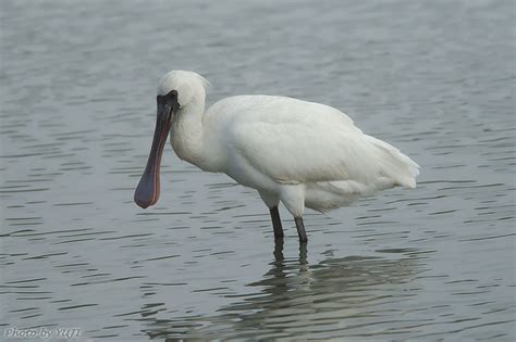 クロツラヘラサギ Platalea minor Black faced Spoonbill おきなわカエル商会