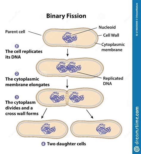 Binary Fission Classnotesng