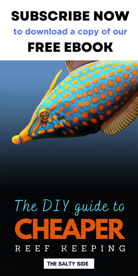 Common Saltwater Fish Disease Marine Ich Explained