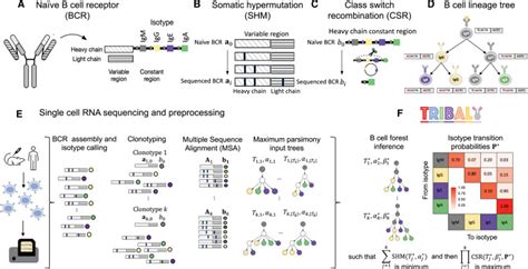 Isotype Aware Inference Of B Cell Clonal Lineage Trees From Single Cell