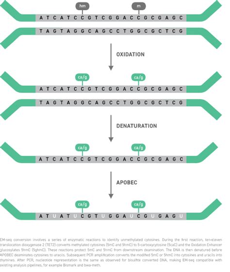 Ngs Methylation Detection System Molecular Biology Products Pakistan