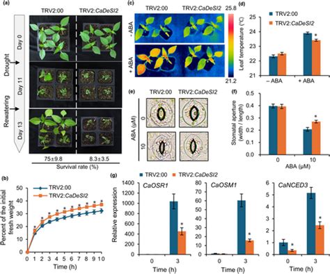 Pepper Sumo Protease Cadesi2 Positively Modulates The Drought Responses Via Desumoylation Of