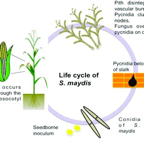 Life Cycle Of Stenocarpella Maydis From Alvarez Cervantes Et Al 2016 Download Scientific