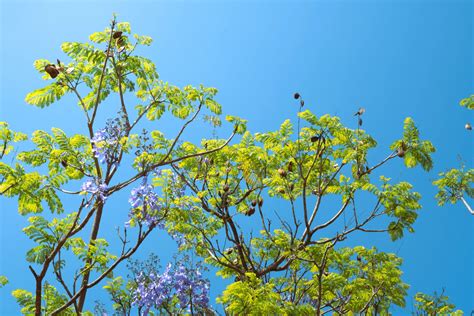 Urban Wildlife And Green Infrastructure Enhancing Urban Biodiversity