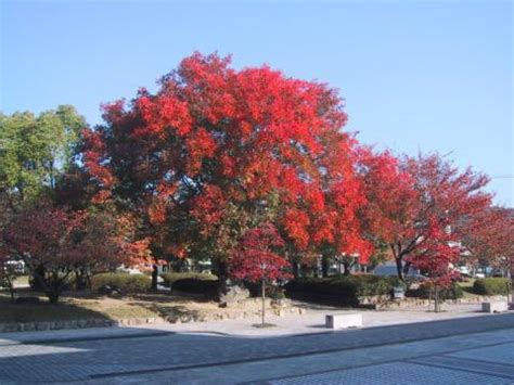 田中苑のスポット情報 井原市 JAFナビ