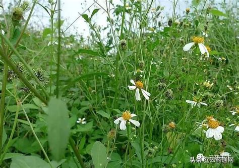 三葉鬼針草的功效與作用相關配伍選方 每日頭條