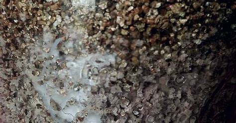 Mycelium Colonization Contamination Album On Imgur