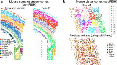 Scan It Domain Segmentation Of Spatial Transcriptomics Images By Graph Neural Network Pmc