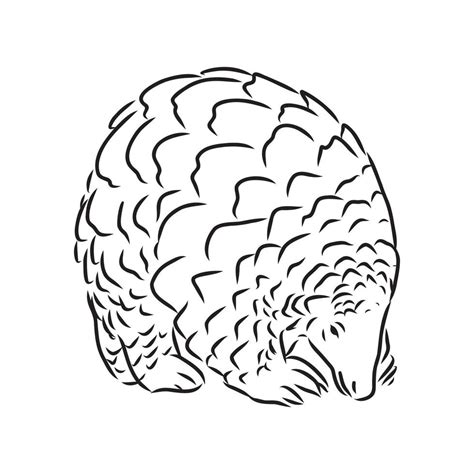 Pangolin Vector Sketch 7310552 Vector Art At Vecteezy