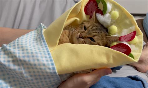 집사의 독특한 취향이 힘들어 보이는 고양이 표정