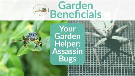 Assassin Bugs One Of Your Garden Friends From Seed To Spoon