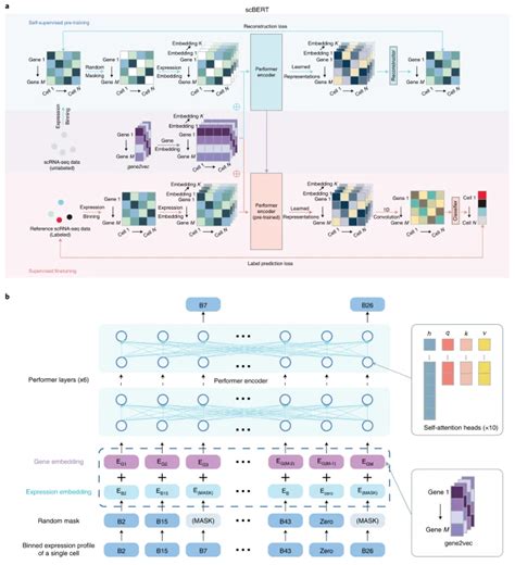 腾讯 Ai Lab 团队开发大规模预训练的深度语言模型，用于单细胞rna Seq数据的细胞类型注释 知乎