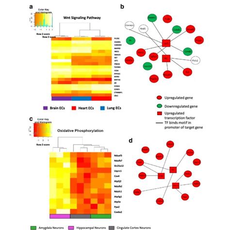 A Tissue Specific Transcriptomic Profiling First The Gene Expression