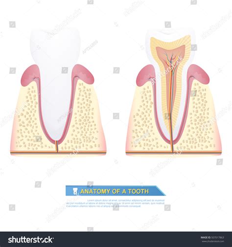 Anatomy Tooth Cross Section Image Vectorielle De Stock Libre De