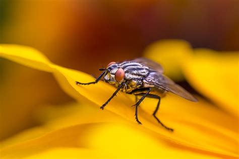 Fly Symbolism Spirit Animal Totems