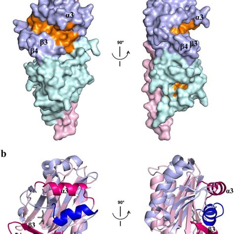 Putative Ligand Binding Sites Of Tlpc Lbd A Molecular Surface Of