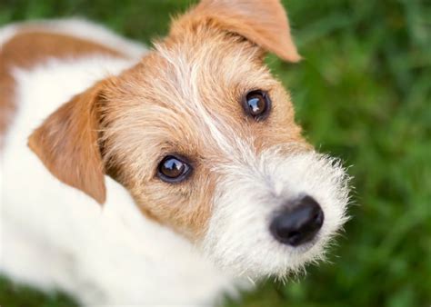 Dog Bite Infection Symptoms Treatment And Complications Atelier