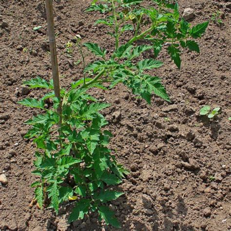 Tomato Solanum Lycopersicum Plant Care And How To Grow Water