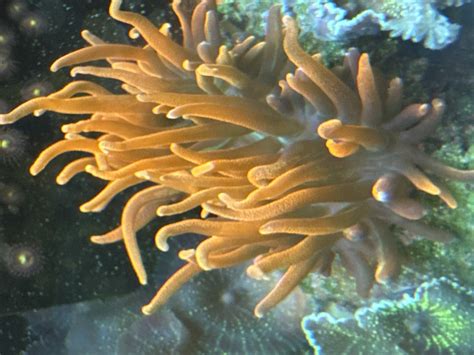 Anyone Can Help To Identify This Anemone