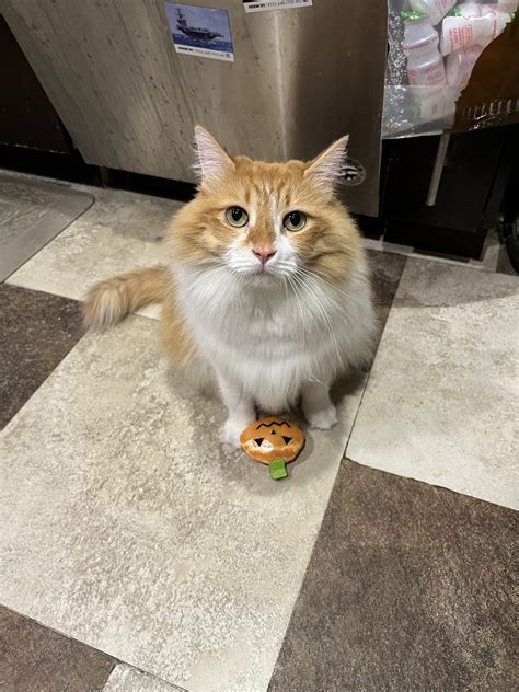 Bubu Princess Ryleigh Memorialsvpcbiz