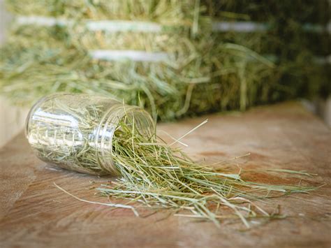Teff Grass Border Valley Trading