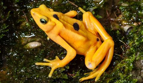 Panama Biodiversity And Nature Conservation Biodb