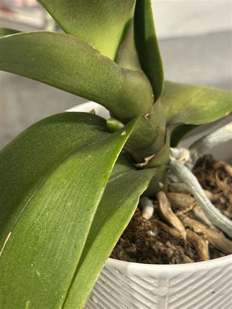 Orchids Tips And Tricks Update 2 10 Adding Another Photo Super Close Up