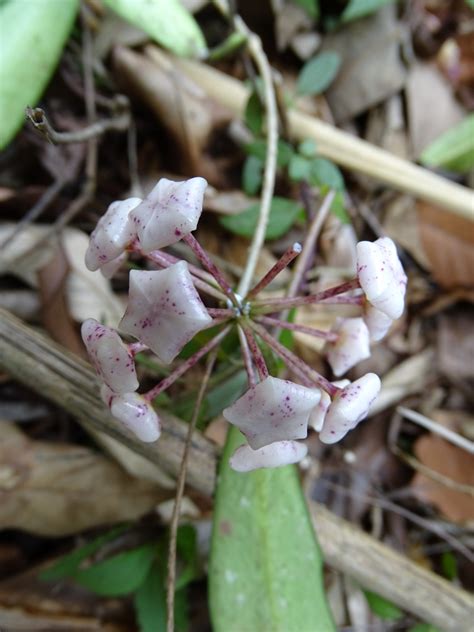 Hoya Lonolia Eflora Of India