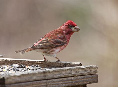 Red Birds In Ohio Picture And Id Guide