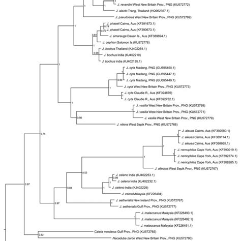 Fifty Percent Majority Rule Consensus Phylogram For Selected Jamides Download Scientific