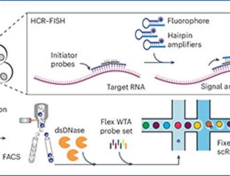 Split Seq Single Cell Profiling With Split Pool Barcoding Rna Seq Blog