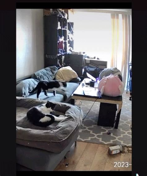 Dog Somehow Unscrewed The Catnip Container And Cats Have A Wild Day R