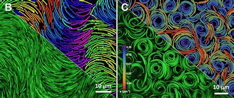 Colloidal Liquid Crystals Dullens Lab