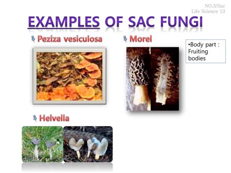 Ppt Kingdom Fungi Sac Powerpoint Presentation Free Download Id