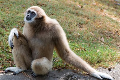 This Is A Gibbon Skeleton R Interestingasfuck