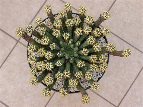 Euphorbias Plant Care And Collection Of Varieties