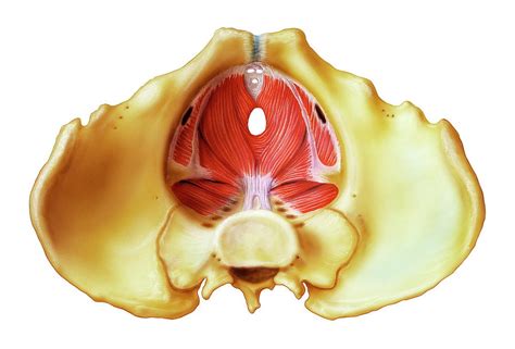 Pelvic Anatomy Images