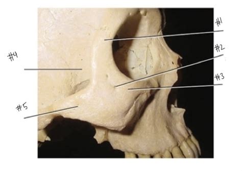Process Of The Zygomatic Bone Pt 2 Flashcards Quizlet