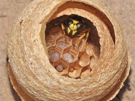 Inside Wasp Nest The Sting Of Summer Understand And Avoid Wasp Nests