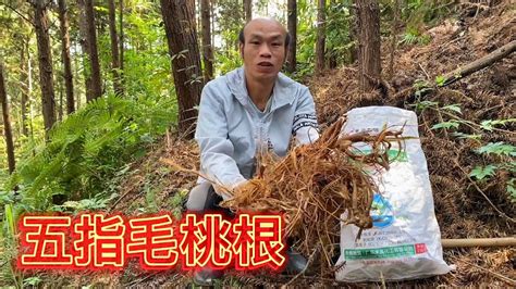 小梁进山为了帮朋友挖五指毛桃根，越挖越过瘾，收获满满。 Youtube