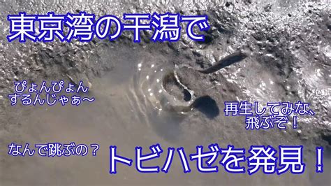 干潟東京湾の干潟にすんでいるトビハゼ ジャンプします YouTube
