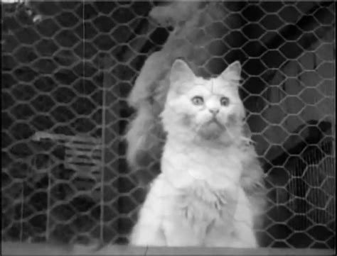 Maniac 1934 Full Movie Review