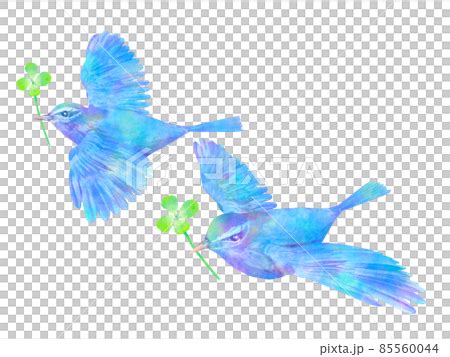 鳥和四葉草水彩風格手寫風格藍鳥 插圖素材 85560044 PIXTA圖庫